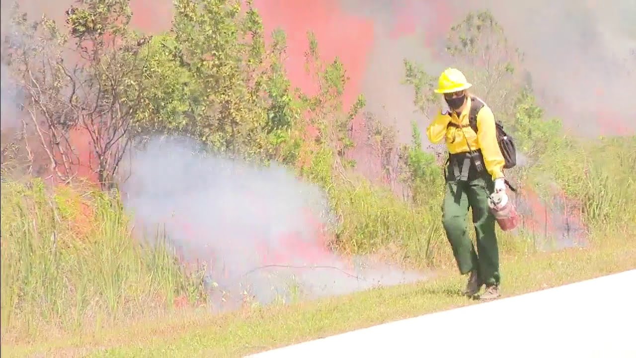 Controlled fires set in Florida Everglades to kill invasive plant ...