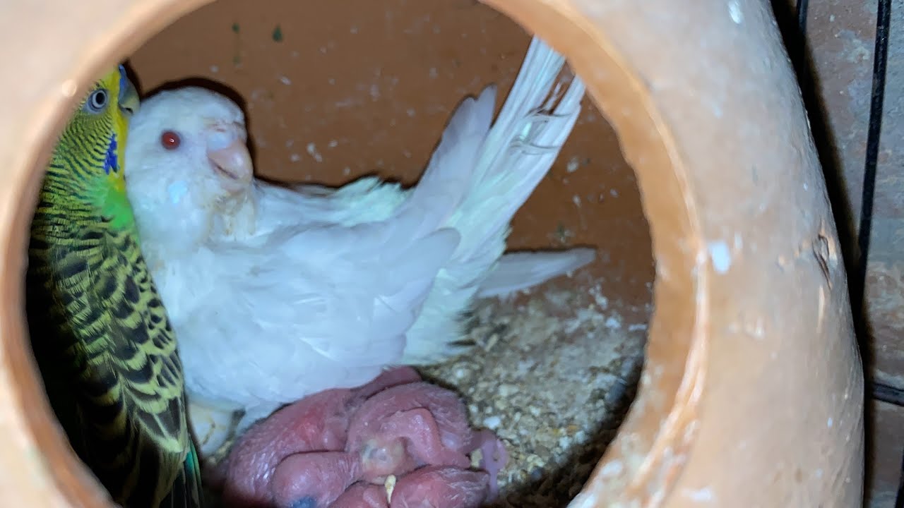 Budgies nesting 🪺🪺😍 | budgies babies in nest 🪺🐣🐣 | parakeet babies 🐣# ...