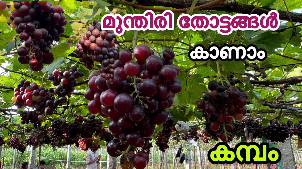 മുന്തിരി മണമുള്ള കമ്പം താഴ്‌വര /കമ്പത്തെ മുന്തിരി തോട്ടം GRAPES GARDEN ...