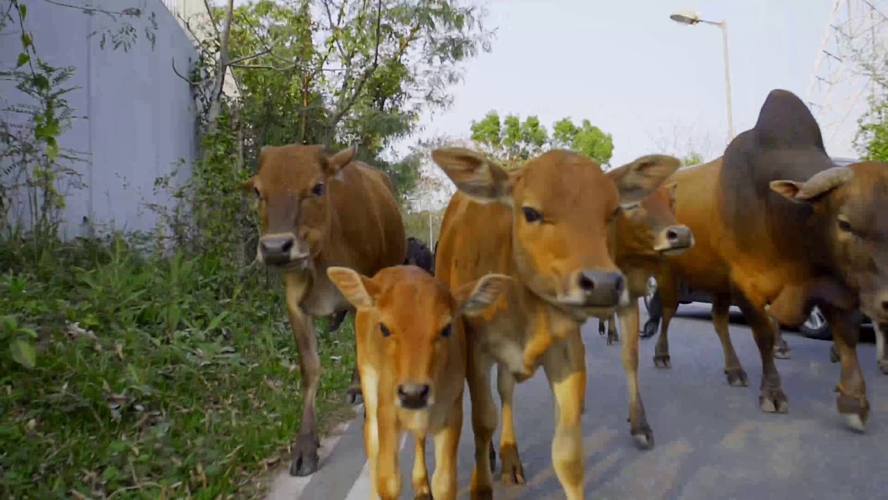 2020 3 10 Cows going home - YouTube