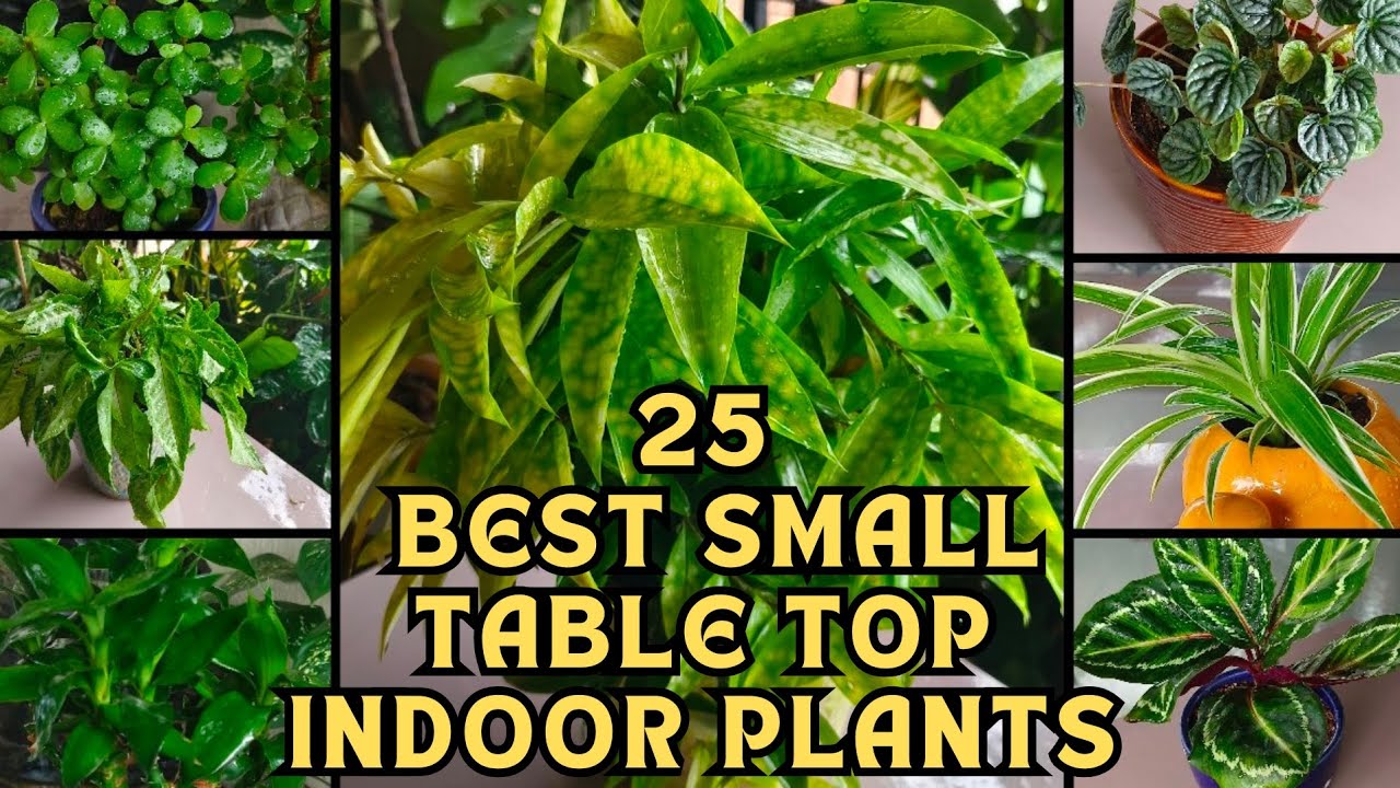 25 Best Indoor Plants For Home 🪴🏡 Best Small Table Top Plant for Office ...