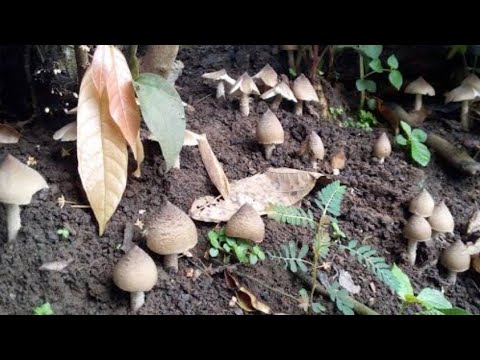 Ang Pagbabalik at paghahanap ng mga MAMARANG|Buhay ILOCANO. - YouTube