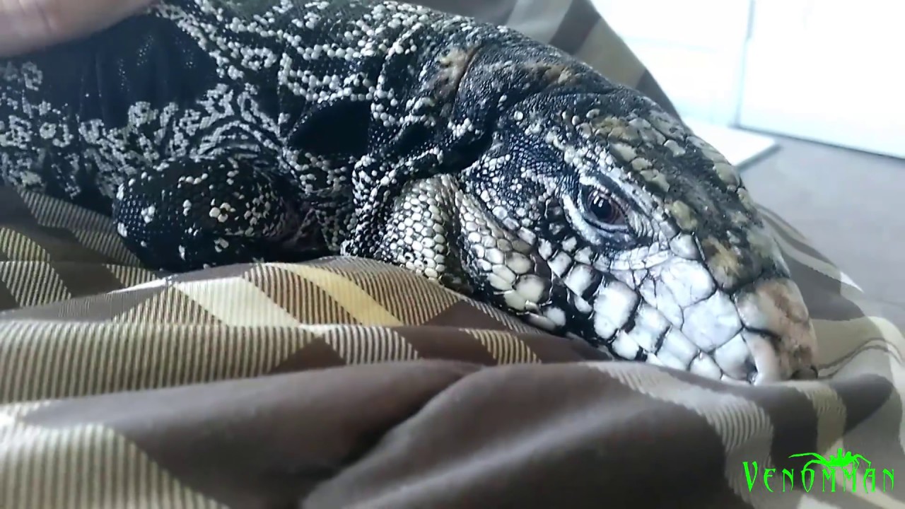 My favorite pet HUGE LIZARD. - YouTube