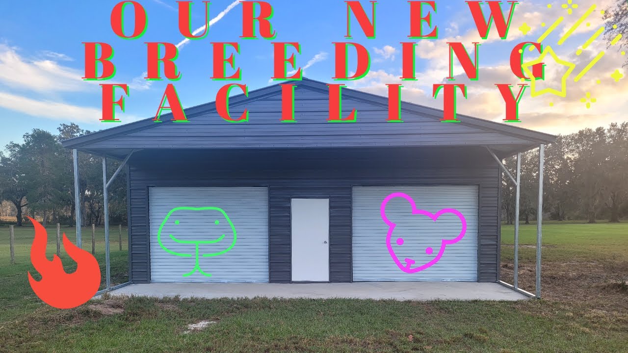 check out our new ball python and rodent breeding facility! - YouTube