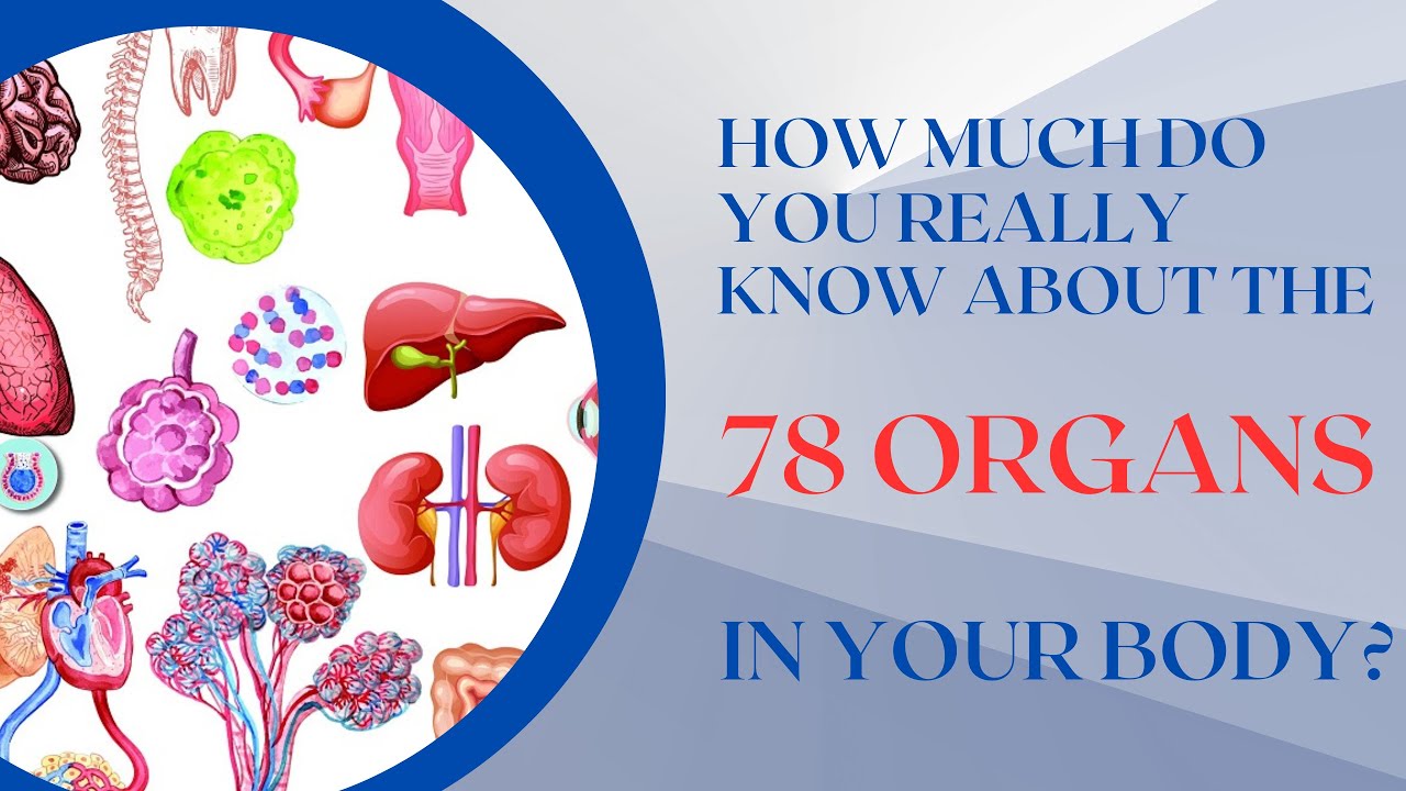 78 Organs You Didn't Know Were Hiding Inside Your Body! [Part III ...