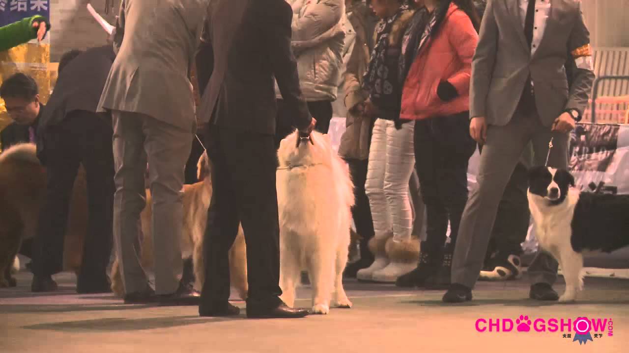 Toy Poodle，NGKC Dog Show，Judge：Susan Vroom - YouTube