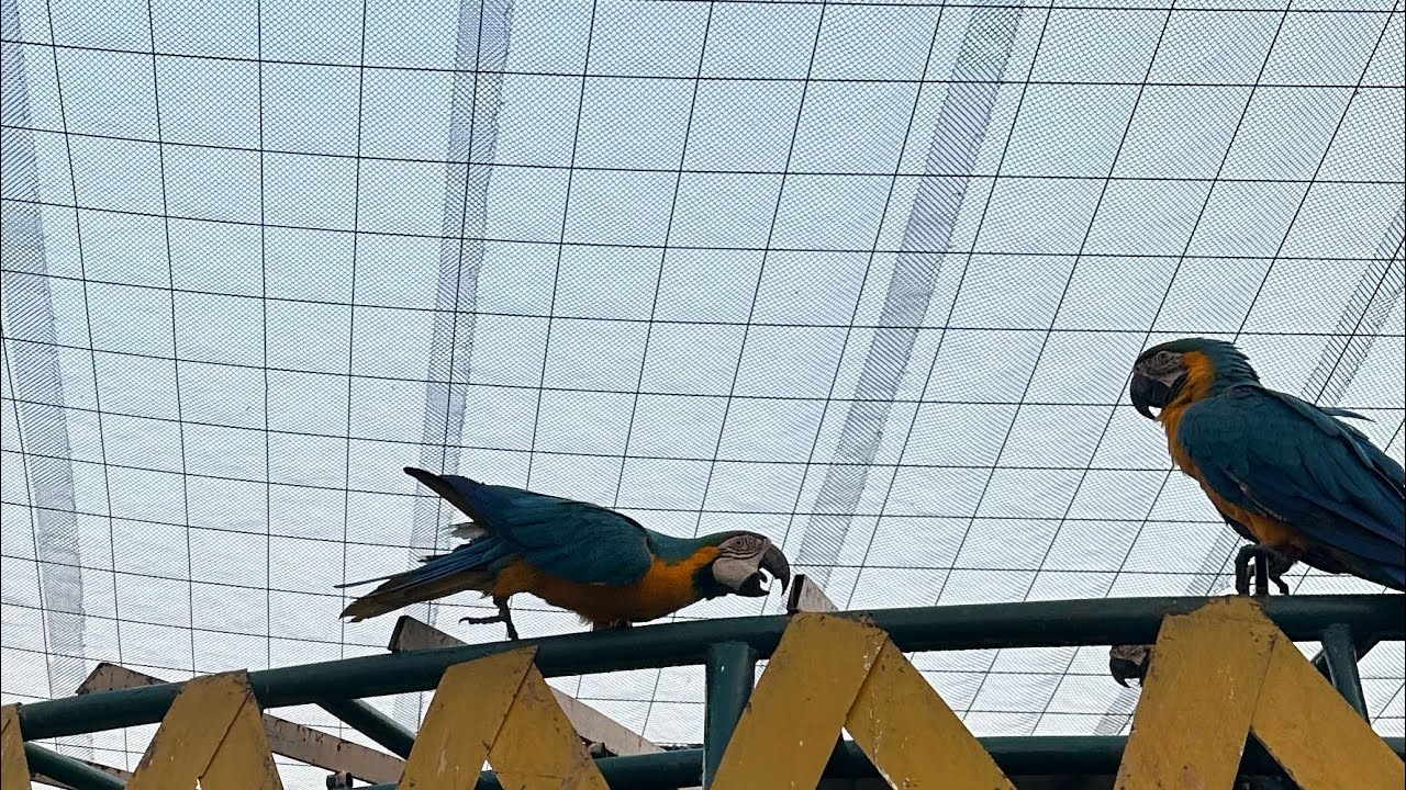 Visit to Birds Aviary - YouTube