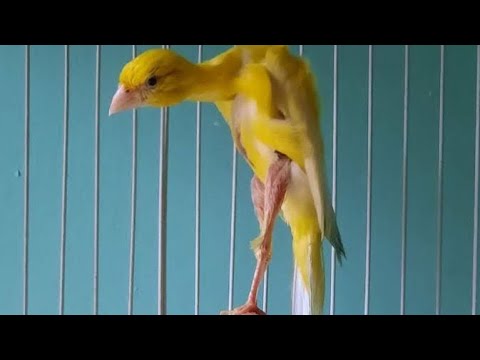 The young GIBOSO Canary is still learning the tune of the song - YouTube