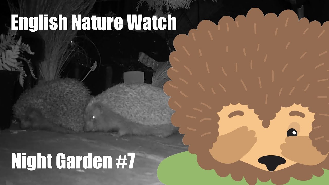 HEDGEHOG FIGHT! English Night Garden 7 APRIL (BROWNING Strike Force ...