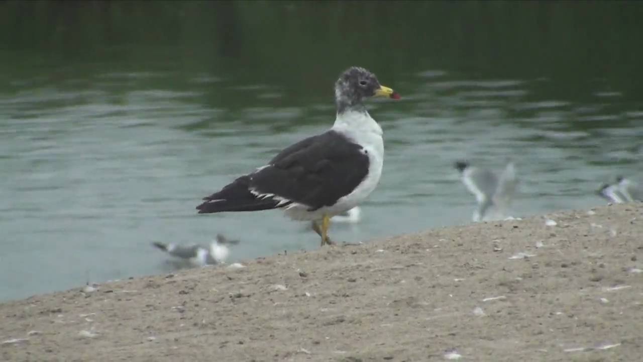 Birds of Peru: Belcher's Gull -- Gaviota Peruana (Larus Belcheri) - YouTube