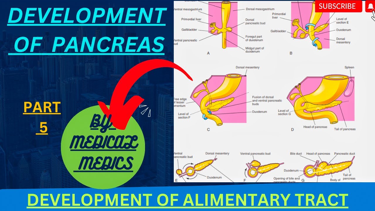 Development of Pancreas | Embryology of Pancreas | Development of ...