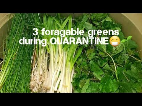 🌱Garlic Mustard + Wild Garlic + Ramps - Foraging Showcase - YouTube