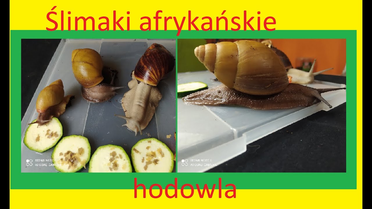105. Jak hodować ślimaki afrykańskie. - YouTube