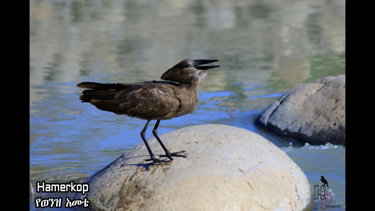 Common birds of Addis Ababa - YouTube