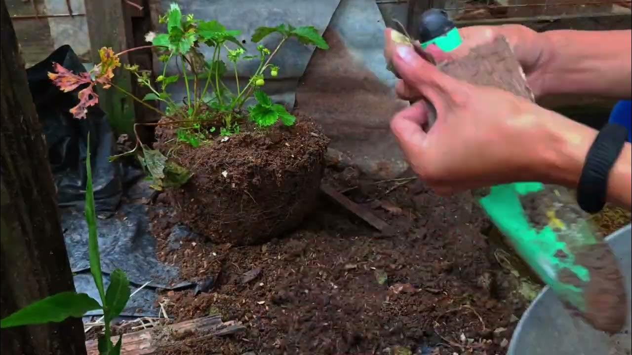 mga halaman sa aming bakuran - YouTube