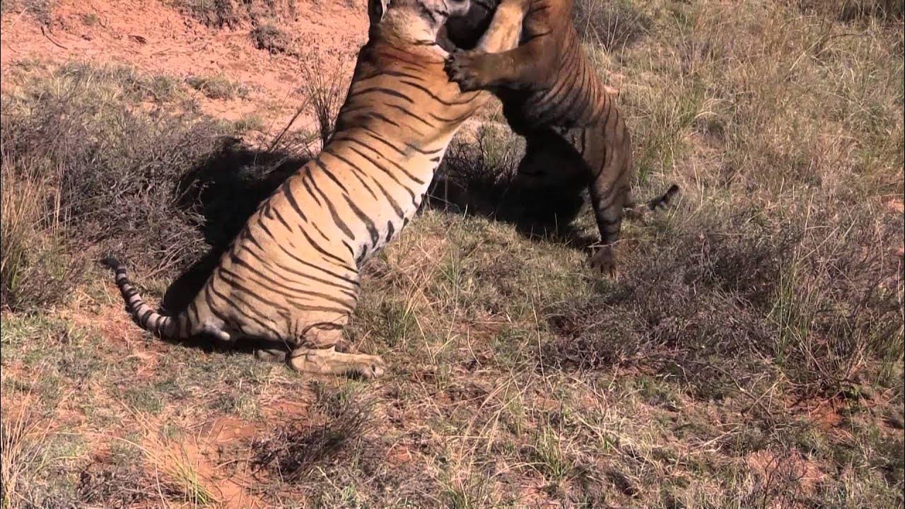 Tiger Fight - YouTube