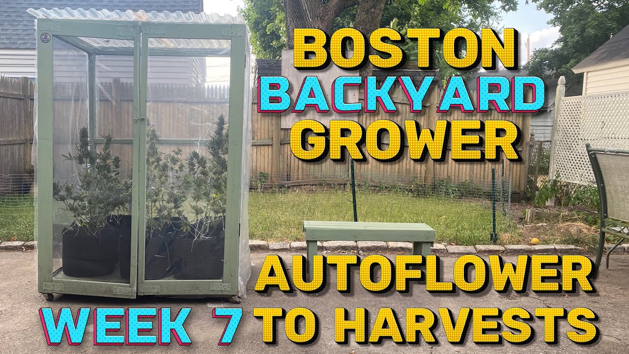 How To Grow Autoflower Cannabis Outdoor In Detail Timelapse Wk 7 To ...
