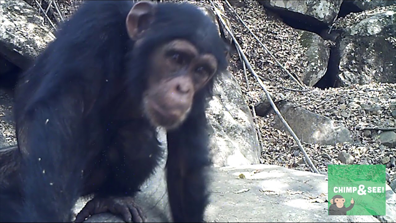 chimp exploring camera - YouTube