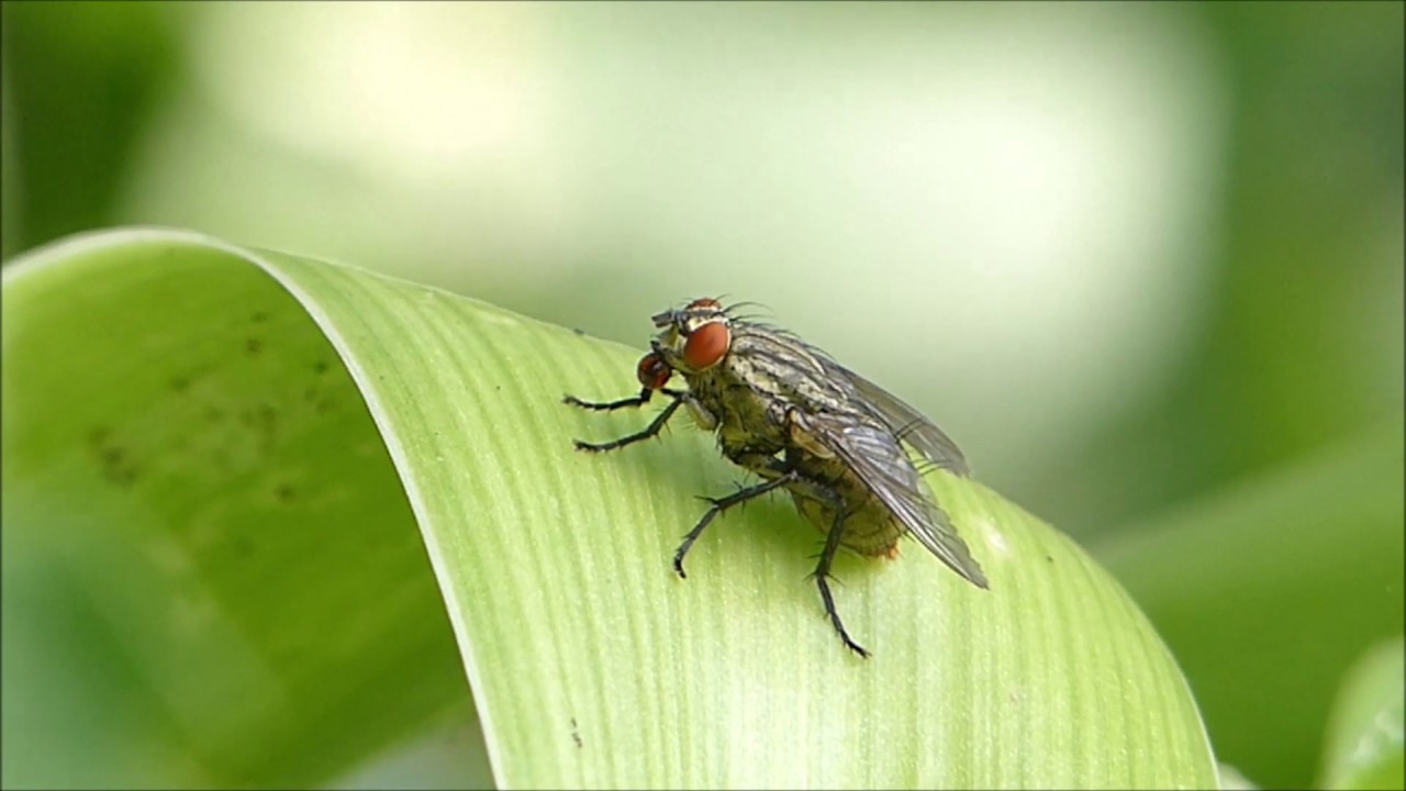 Fly Bubble Blowing Droplet Regurgitation - YouTube