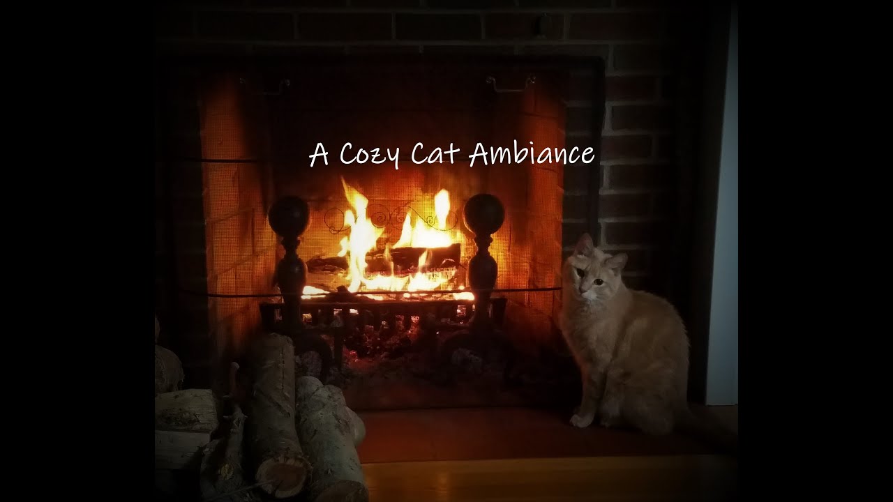 A Cozy Cat Ambiance | ASMR - YouTube