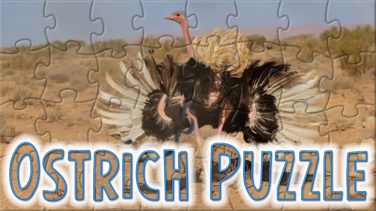 Ostrich Puzzle #ostrich #Straußenrätsel #birdspuzzle - YouTube