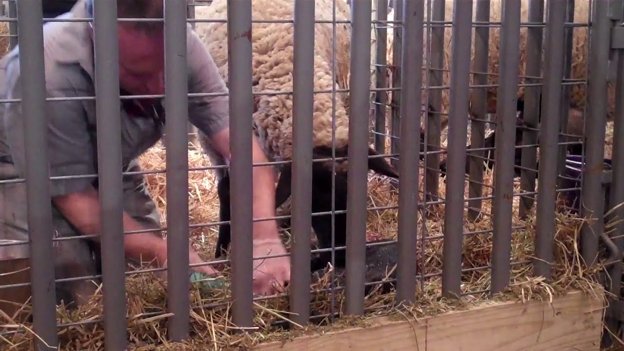 Lamb pulled (birth assistance) at HLSR 2014 - YouTube