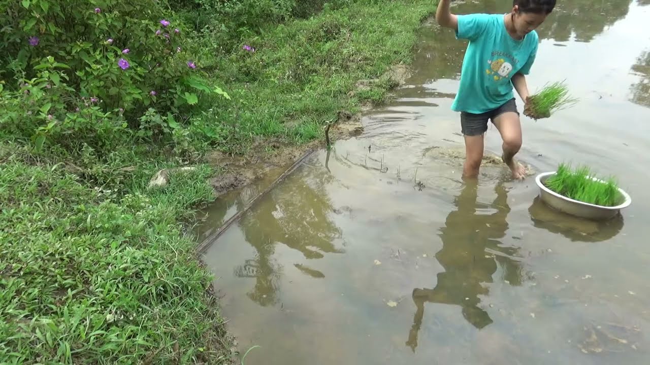 Single mom - manual rice planting | Rice - Daily freedom - YouTube