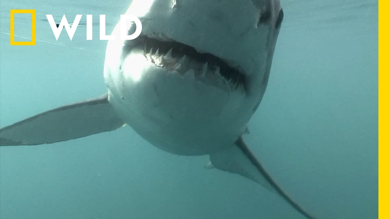 Zobacz, jaki wpływ na ataki rekinów ma ułożenie Księżyca! | Atak rekina ...