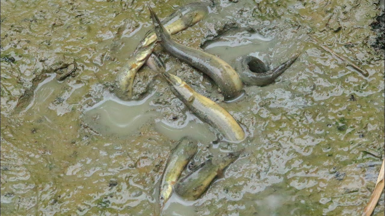 Small Eel Fishing From Mud Water | Eel Fish Searching by Hand | Boy ...