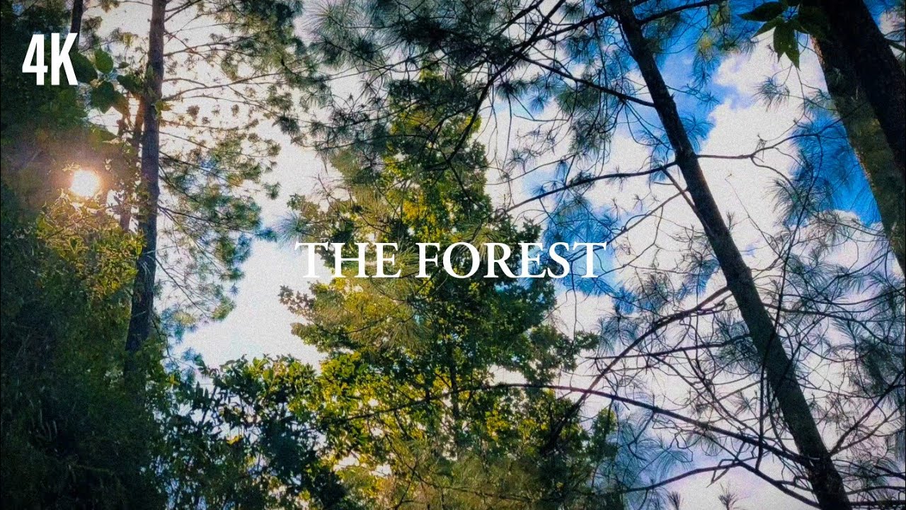 Bosques y naturaleza Video 4K - YouTube