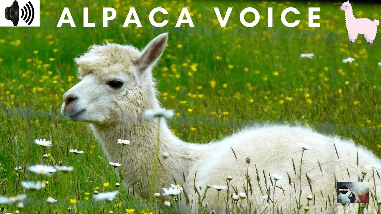 ALPACA VOICE | STRONG SCREAM | LAMAPACOS | SURI ALPACA | HUACAYA ALPACA | TRIZZLER | - YouTube