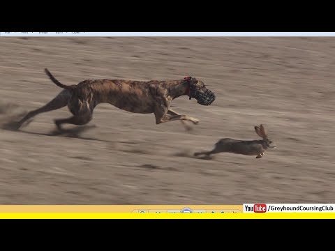 very fast greyhound chasing brown hares - YouTube