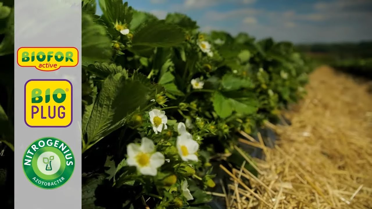 Biofor mikrobiloška đubriva: Duži koren i deda vidi, a ODLIČNI i u JAGODI - YouTube