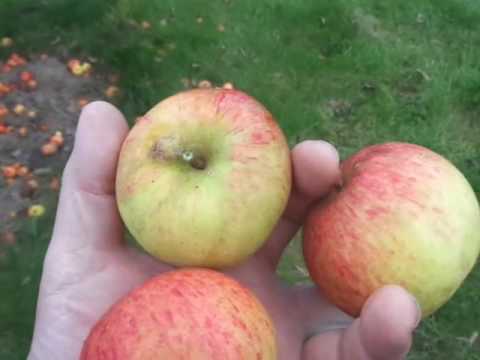 The Sunset apple - YouTube