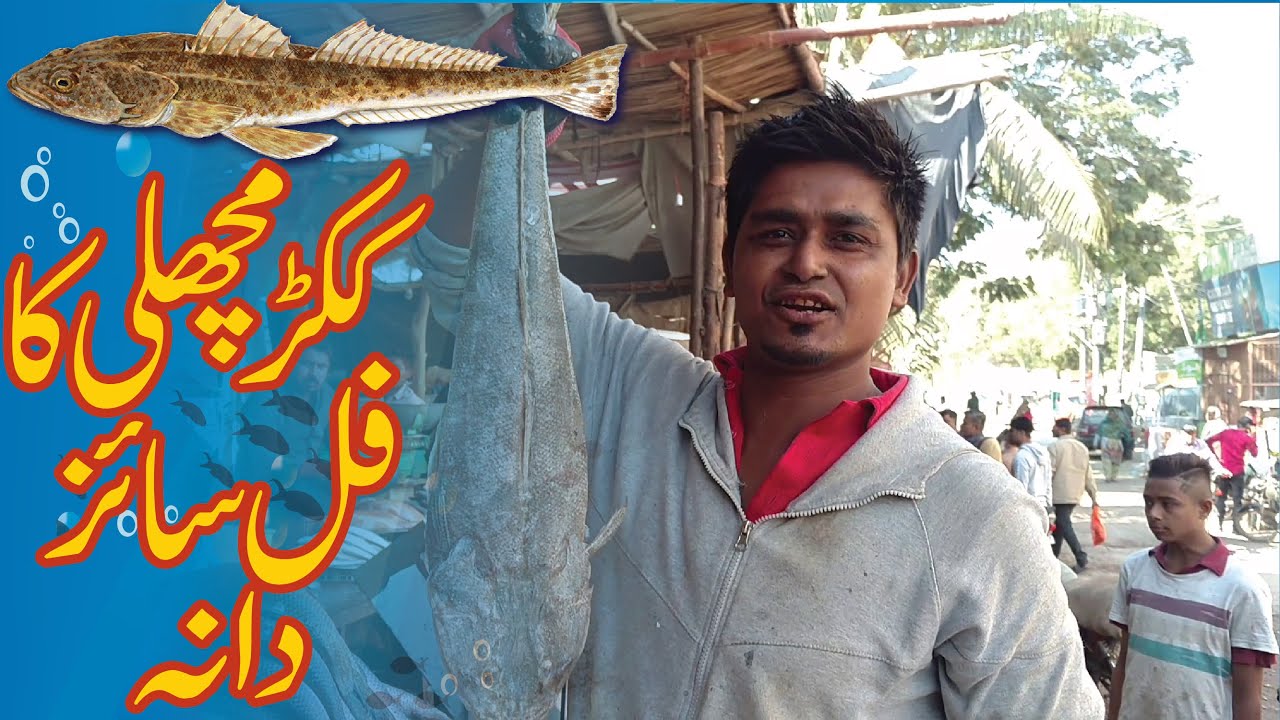 Kukkar Flathead fish huge size 19 01 2020 - YouTube
