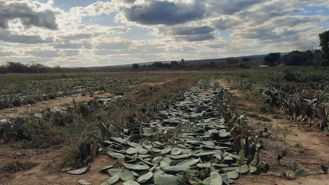 solução para controlar a Consoni Ilha o resultado é surpreendente - YouTube