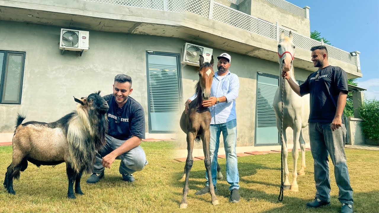 Marwari Horse Farm in Punjab😱Pakistan Import Goat 🐐 - YouTube