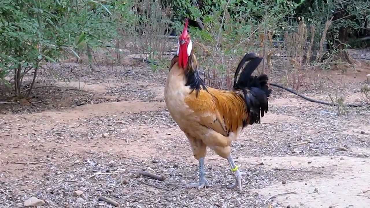 Gallo morisco - YouTube