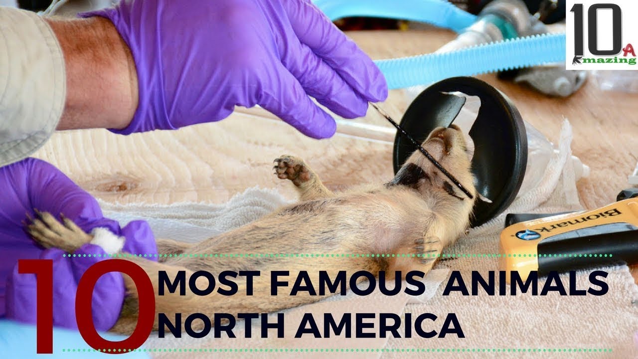 top 10 most famous animals north america - YouTube