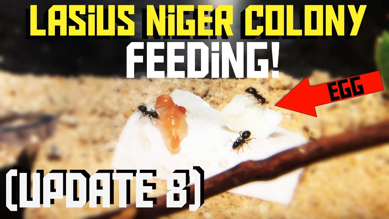 PROTEIN for my ants | Lasius Niger Colony (Update 8) - YouTube