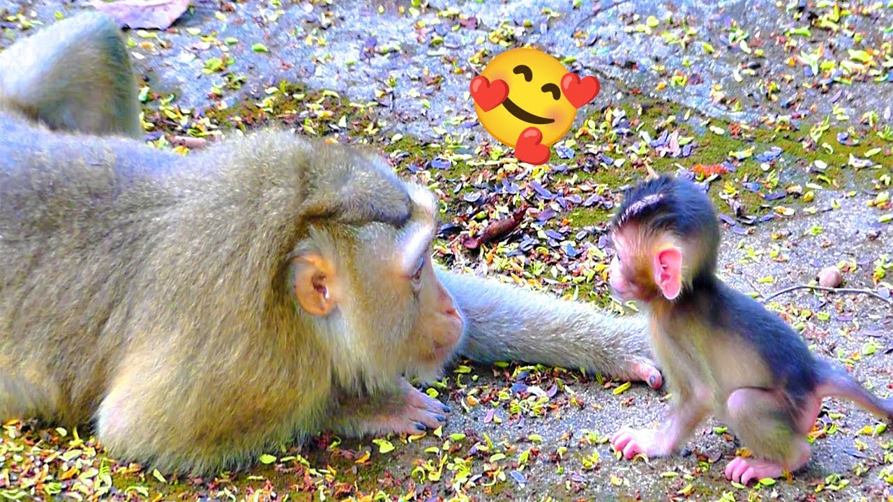 Adorable movement..!! Mom SARIKA let tiny baby SABA out of hand and ...