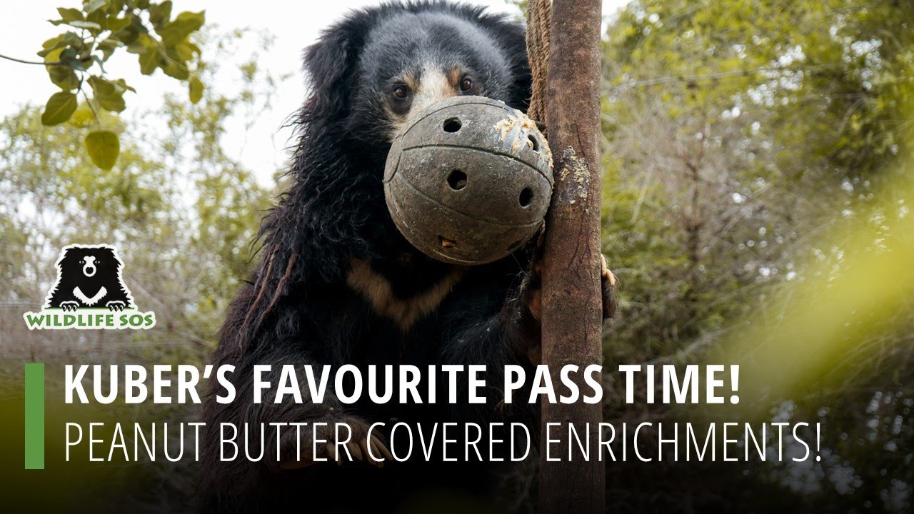 Kuber's Favourite Pass Time: Peanut Butter Covered Enrichments! - YouTube