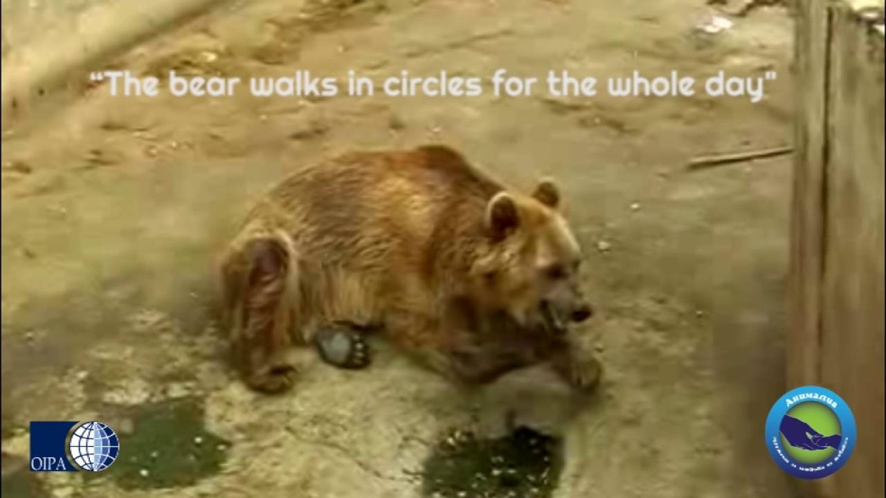 Bitola Zoo OIPA - YouTube