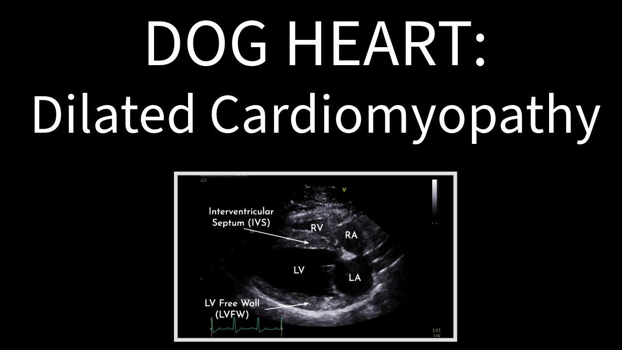 Cardiogenic Shock in Dogs: POCUS Reveals Hypodynamic LV with DCM ...