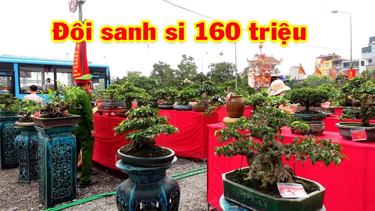Đến muộn một chút không còn cây để mua, triển lãm cây cảnh, sanh, si ...