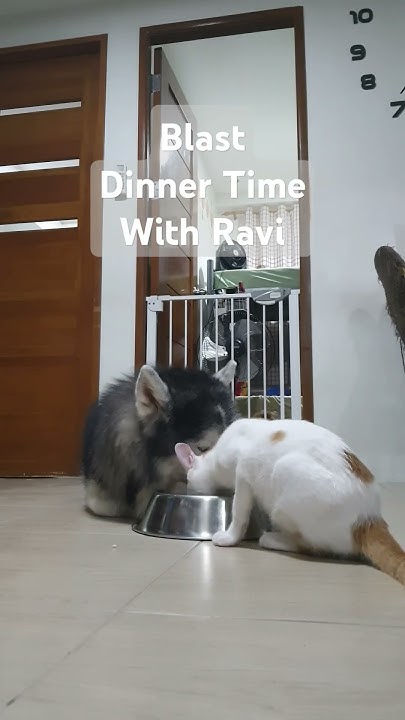 BLAST THE HUSKY WITH RAVI THE PUSPIN #SiberianHusky #HuskyLovesRescuedPuspins # ...