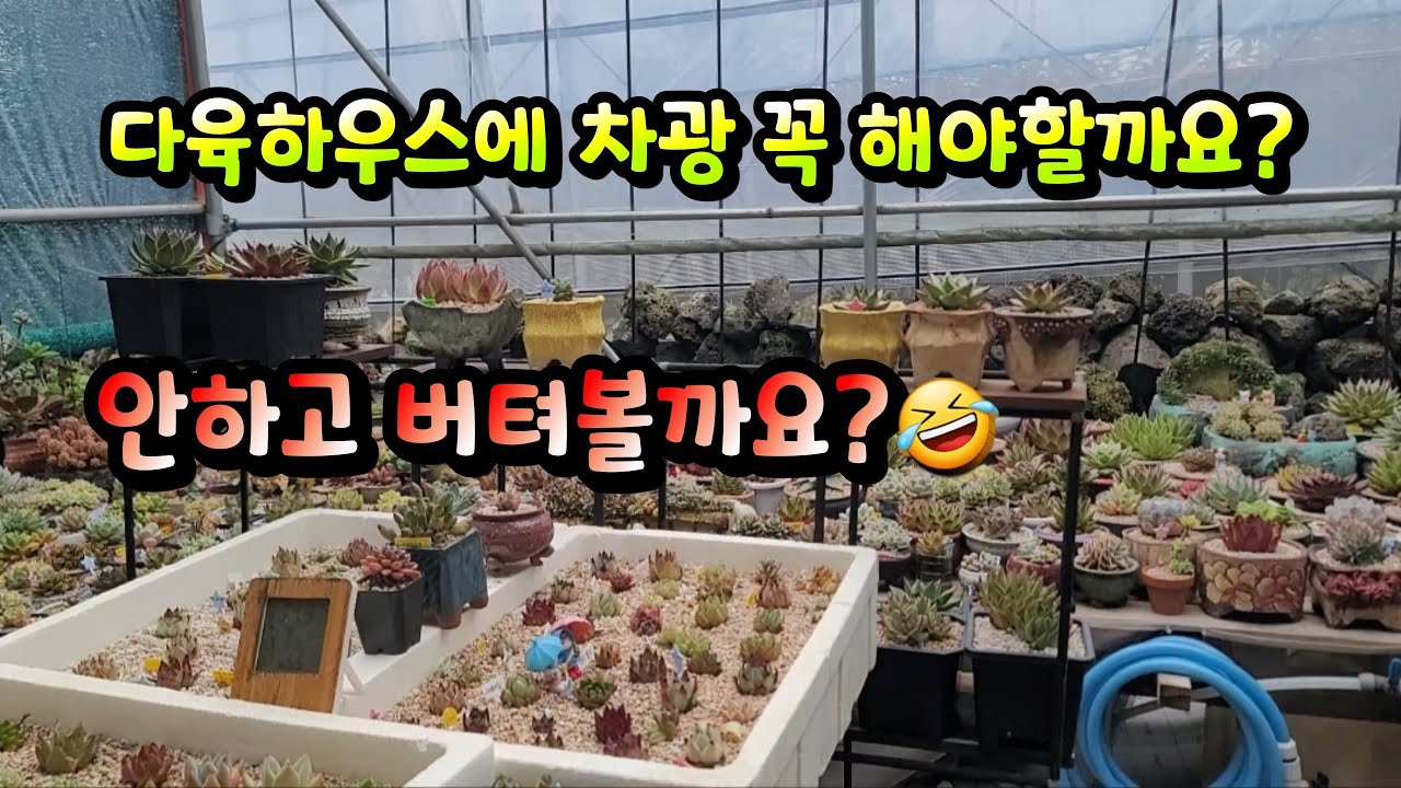 여름 다육하우스 차광 꼭 해줘야 할까요 안하고 버텨볼까요 다육이키우기 다육식물 다육이 Youtube