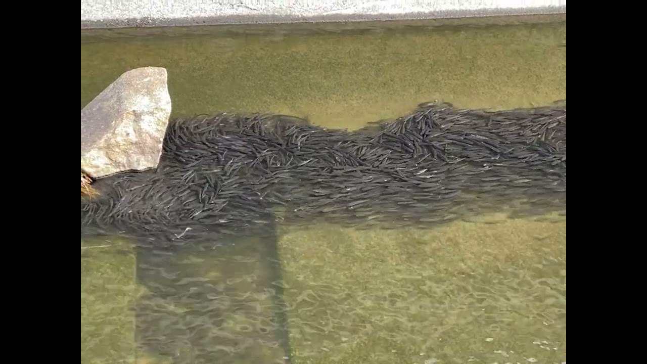 cluster of fish - YouTube