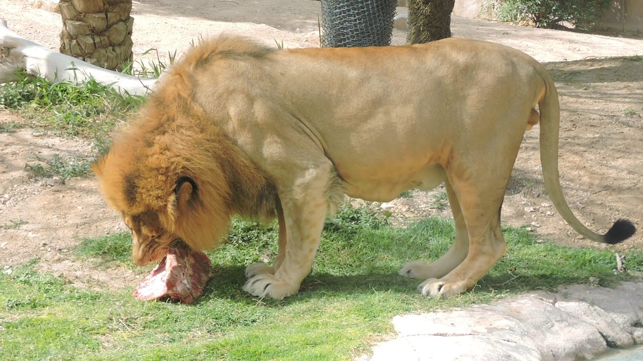 Feeding A Hungry Lion In Zoo - YouTube