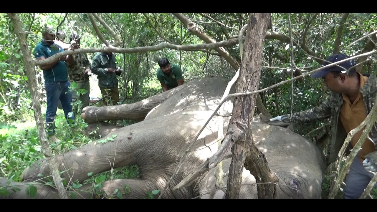Wounded wild Elephant treated by wildlife team (Wild Island) - YouTube